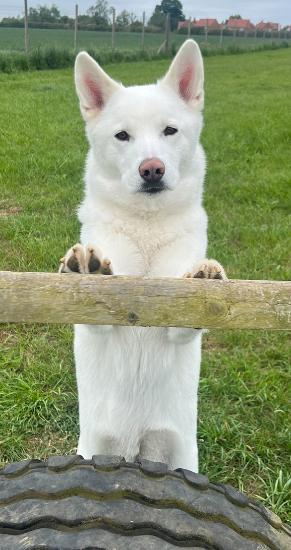 Dog Park Booking UK — Secure Off-Lead Parks | DogPass®